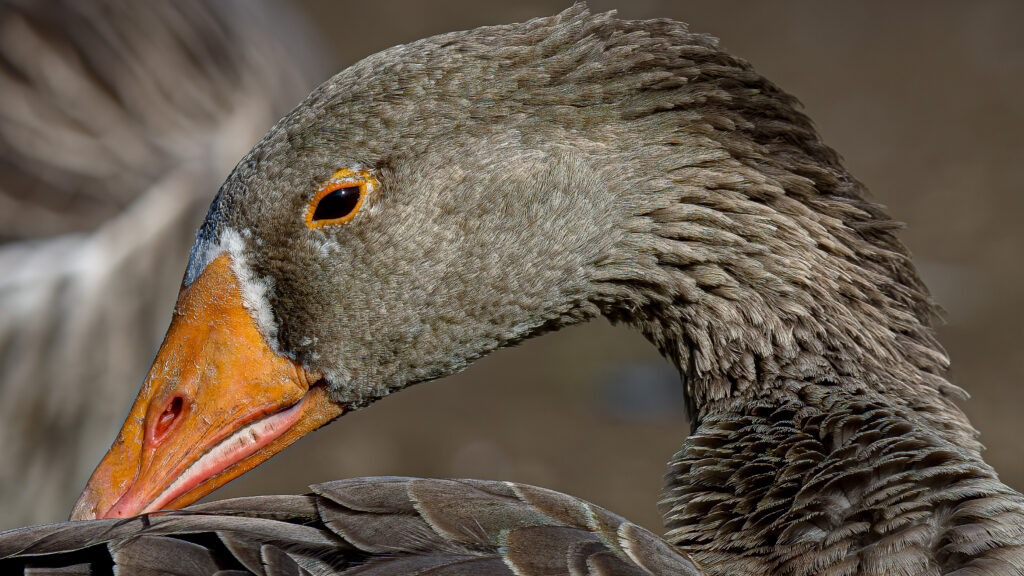 Conheça a História por Trás da Canção Fly de Jason Upton - LetrasMusicas